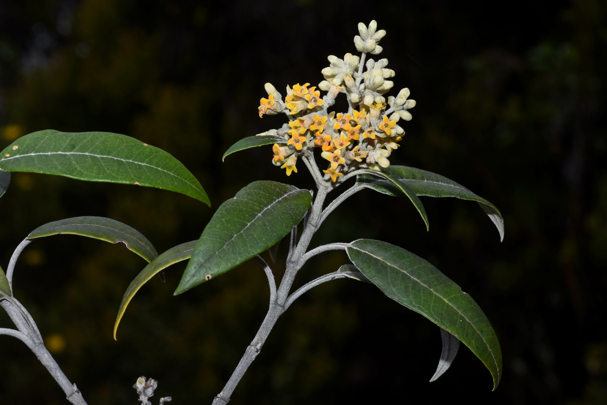 Buddleja nitida Benth.