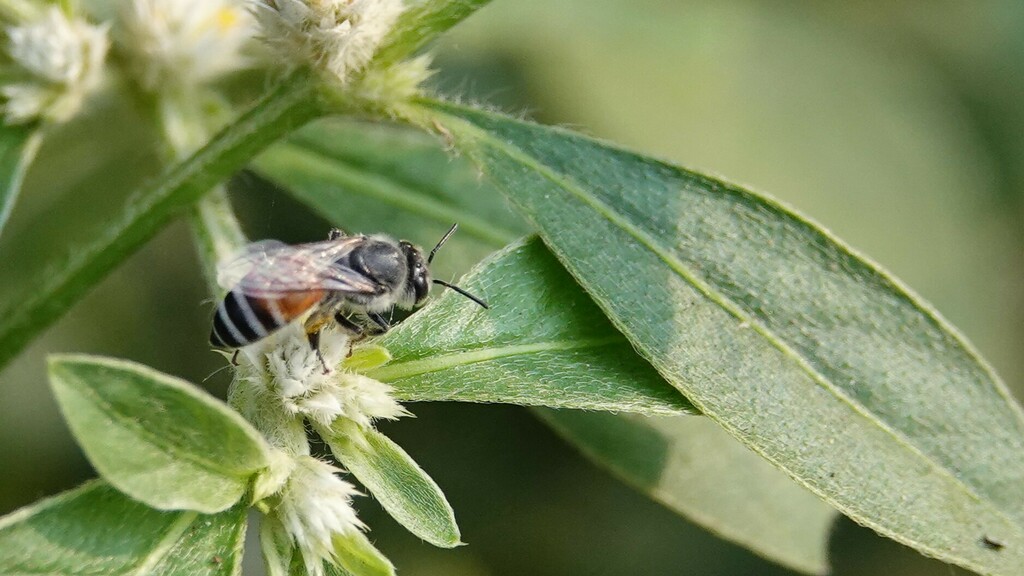 Red Dwarf-Honey bee from Lokhandwala Lake, Andheri West, Mumbai ...