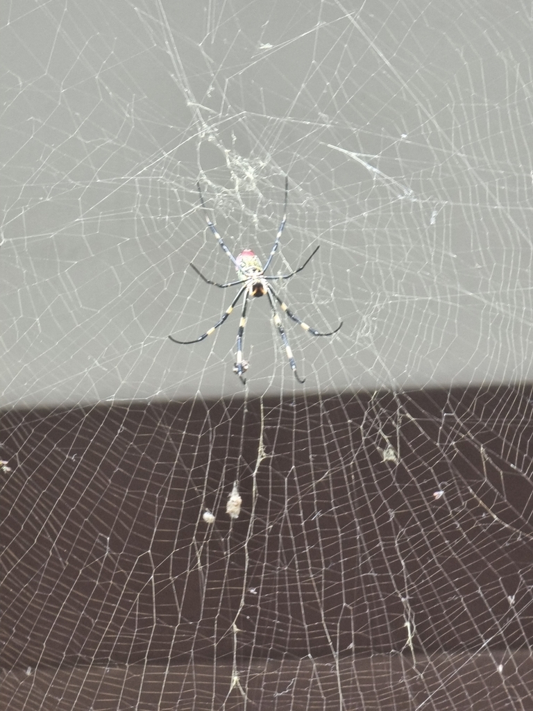 Joro Spider from 2-4 Gokushomachi, Hakata Ward, Fukuoka, 812-0037 ...
