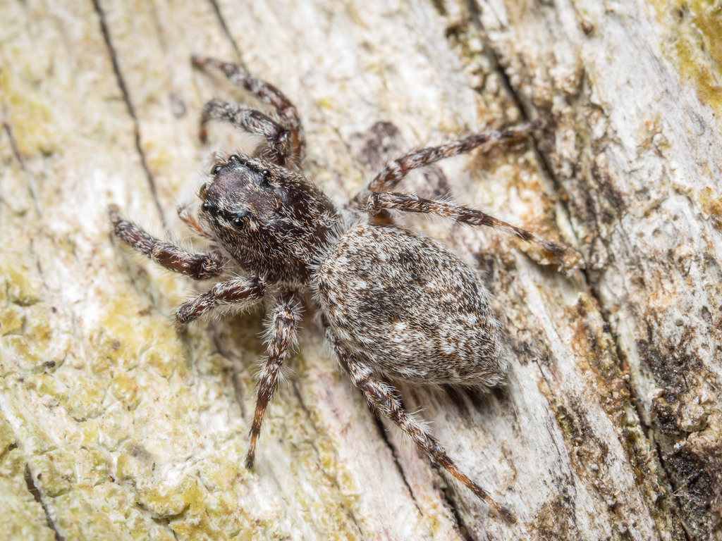 Jumping Spiders from No. 1 Line track, Pohangina valley, southern ...