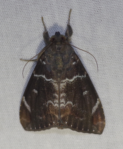 Achaea phaeobasis · iNaturalist