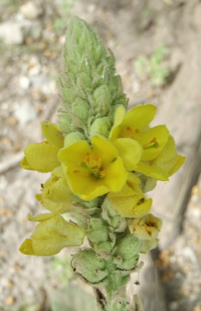 great mullein from Camp Eagle, Real County, TX, USA on May 26, 2012 at ...