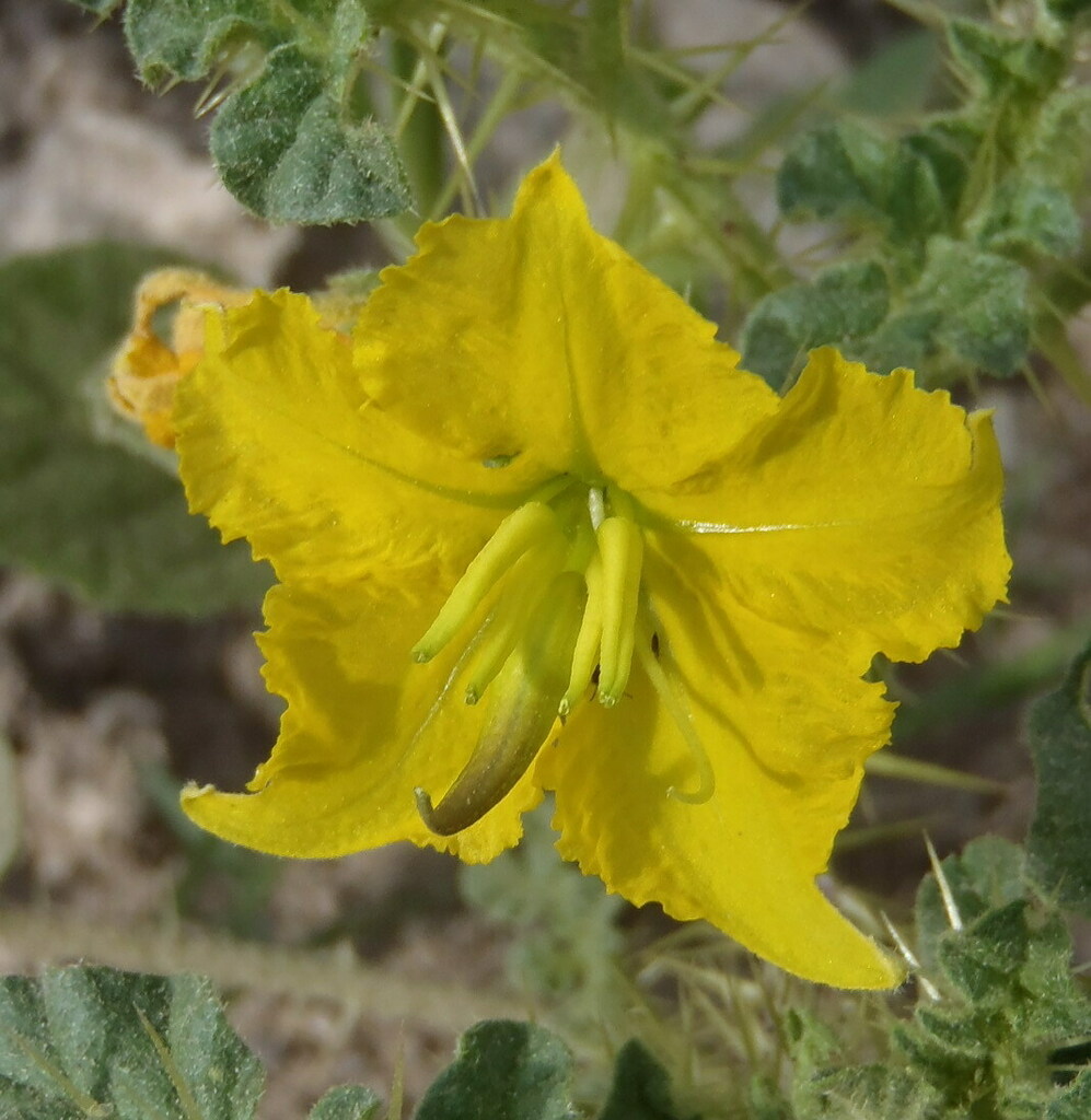 buffalo-bur from Camp Eagle, Real County, TX, USA on May 26, 2012 at 04 ...