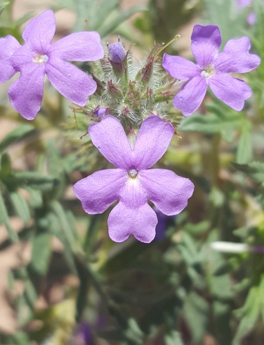 Broad-Lobe Mock Vervain (Glandularia latilobata) · iNaturalist United ...