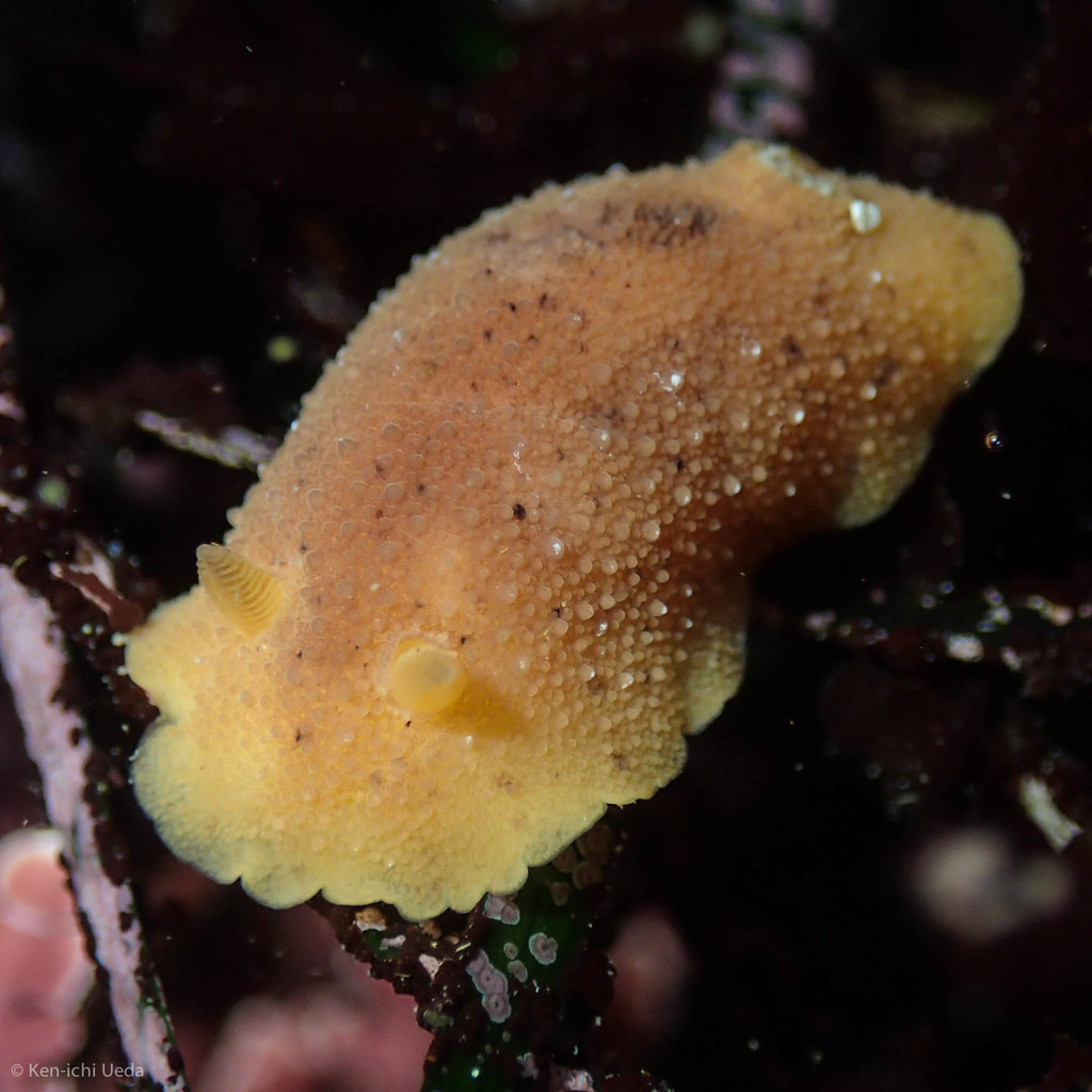 Heath's Dorid from Pillar Point, Princeton-by-the-Sea, CA, USA on ...