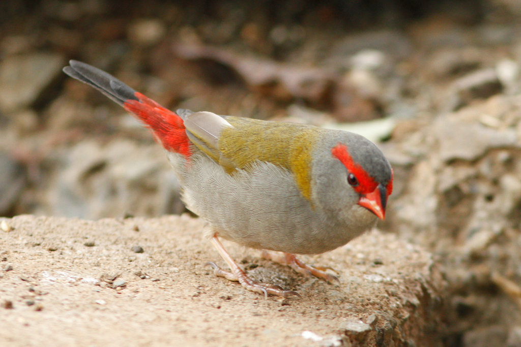 Southern Red-browed Finch (Animals of Bardwell Park ) · iNaturalist