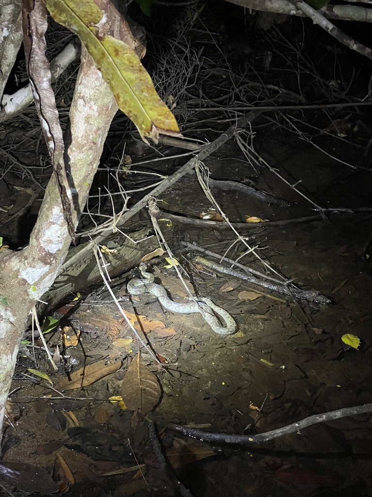 Madagascar tree boa from Nosy Mangabe, Province de Toamasina, MG on ...