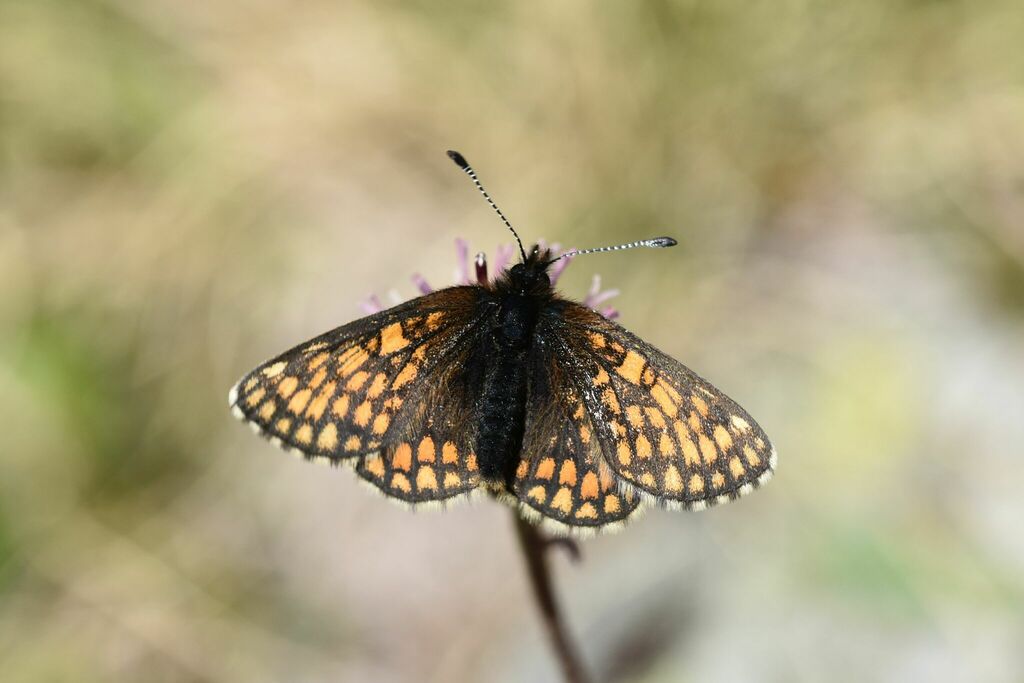 Little Fritillary in July 2019 by Markus Dumke · iNaturalist