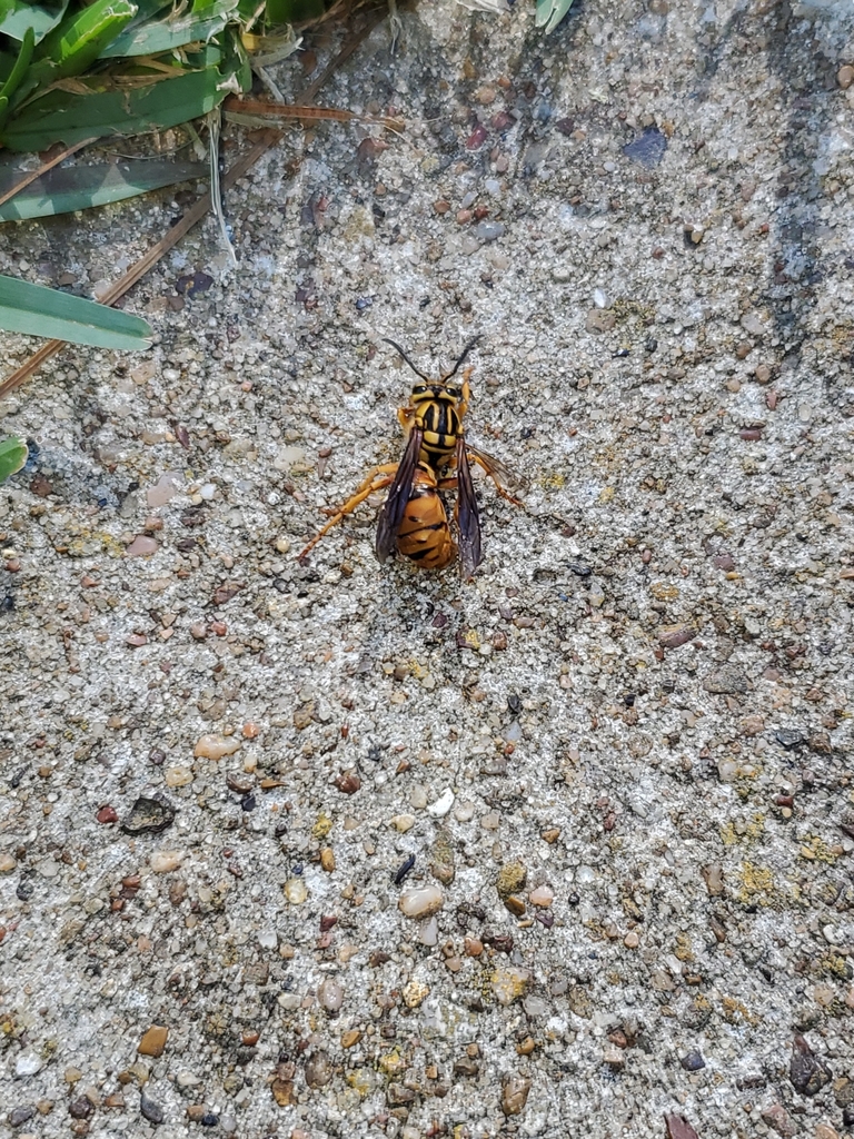 Southern Yellowjacket from Huntsville, TX 77340, USA on November 27 ...