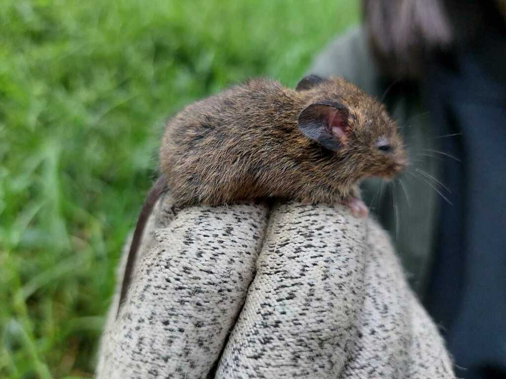 forest small rice rat from PEDH Conejera on May 18, 2022 by Grupo ...