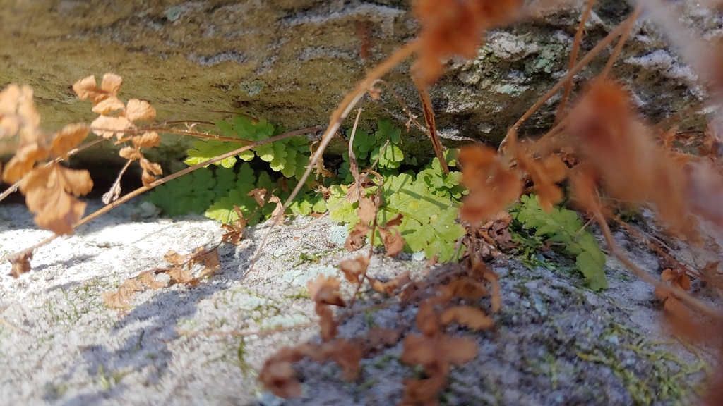 blunt woodsia in November 2022 by Ryan Sorrells · iNaturalist