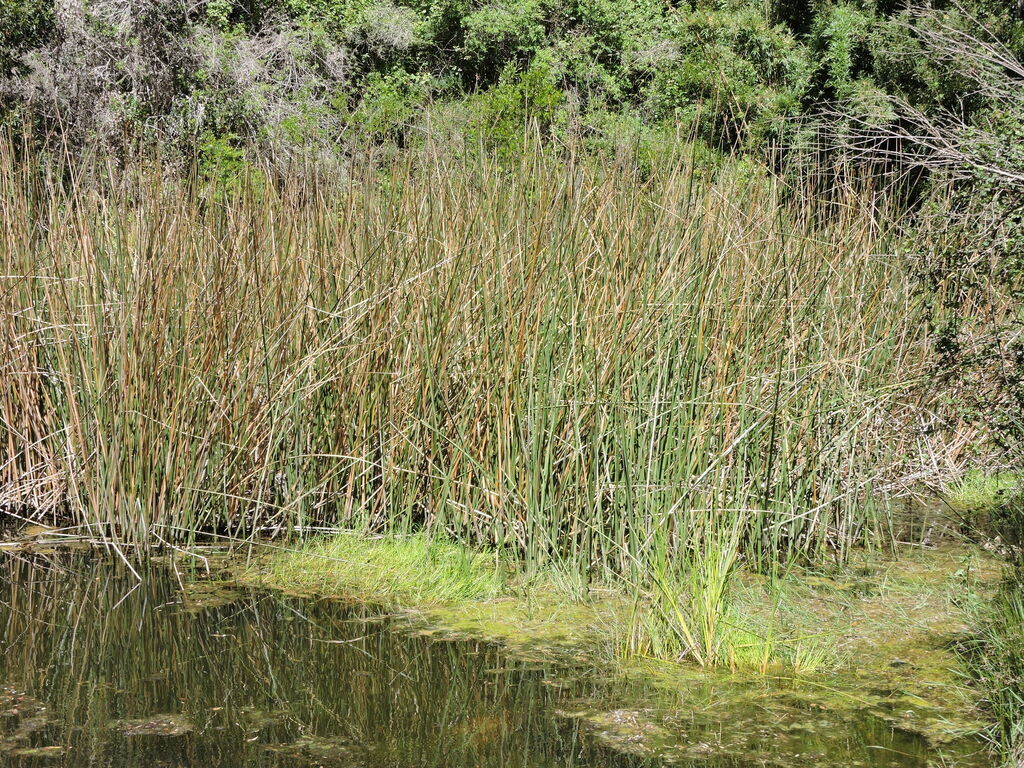 three-square bulrush from San Antonio, Valparaíso, Chile on November 14 ...
