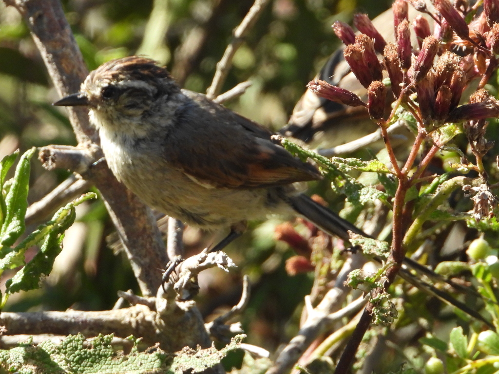 Plain-mantled Tit-Spinetail from El Tabo, Valparaíso, Chile on November ...
