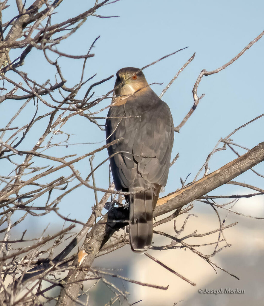 Cooper's Hawk from Candlestick Point SRA, San Francisco, CA, USA on ...