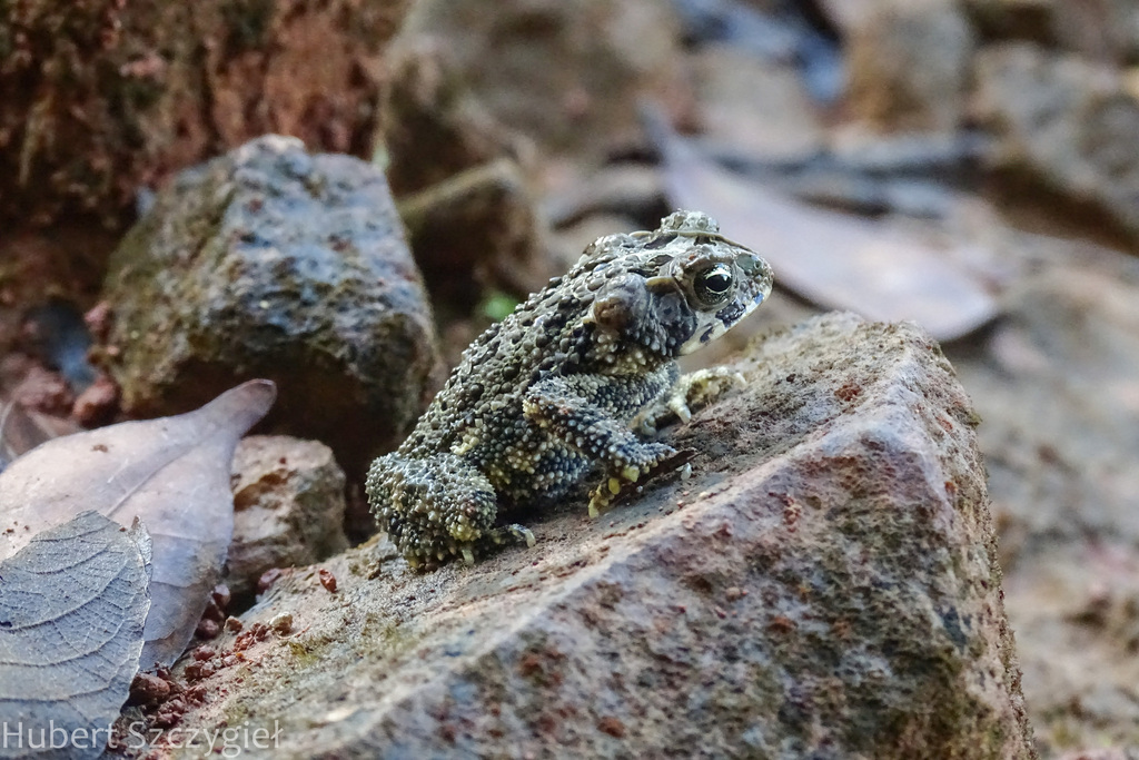 Leopard-bellied Scrub Toad from Las Tablas, Los Santos, Panama on ...