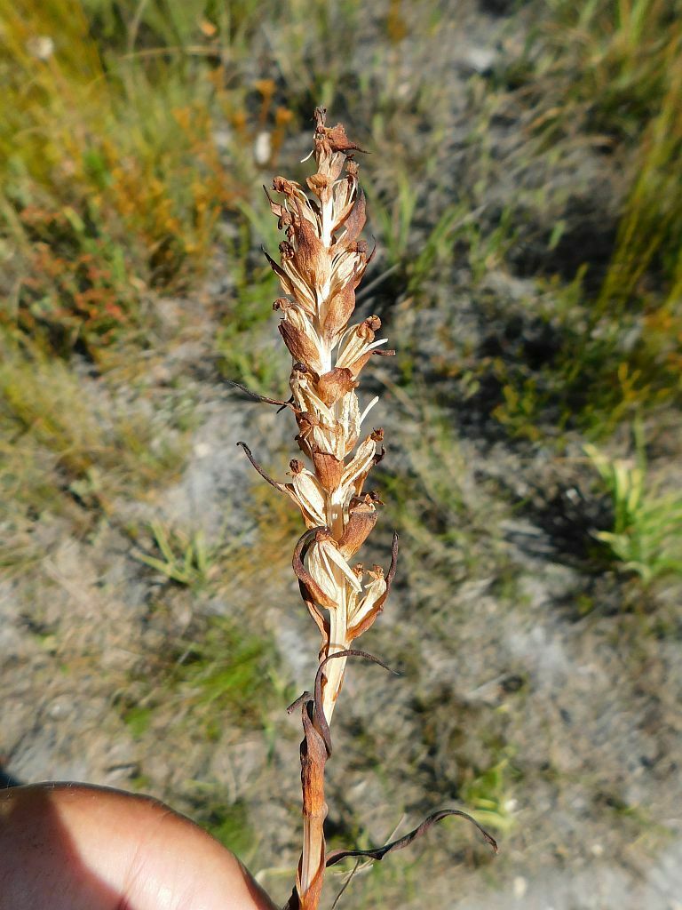 Bract Disa from Greyton Nature Reserve 7233, South Africa on November ...