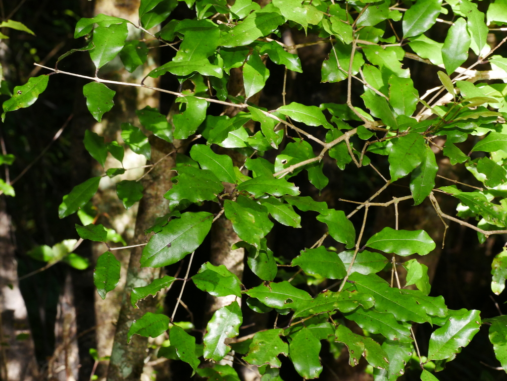 Swamp maire from Remutaka Hill, New Zealand on November 23, 2022 at 05: ...