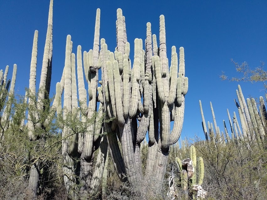 Cephalocereus tetetzo from Carretera Federal 125 km 25+800 Comunidad ...