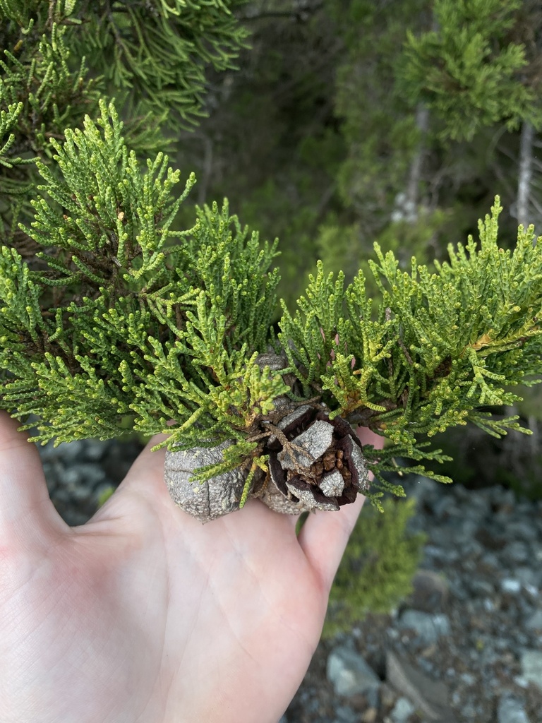 Monterey Cypress (Hesperocyparis macrocarpa) - Botanical Realm