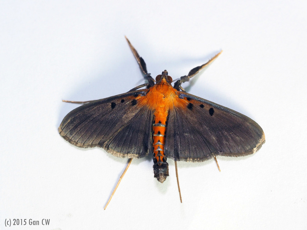 Filodes fulvidorsalis (Moths of Singapore) · iNaturalist