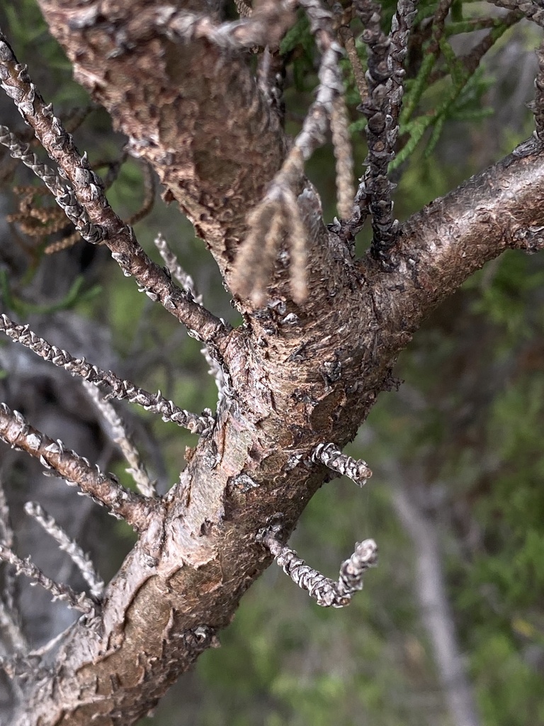 Monterey Cypress (Hesperocyparis macrocarpa) - Botanical Realm