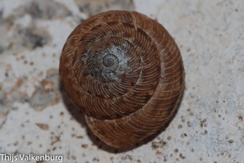 Candidula codia · iNaturalist United Kingdom