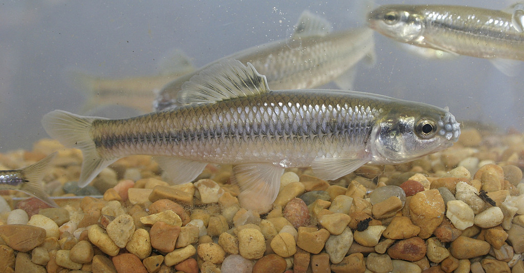 Bluntnose Minnow from Luzerne County, PA, USA on April 25, 2009 at 10: ...