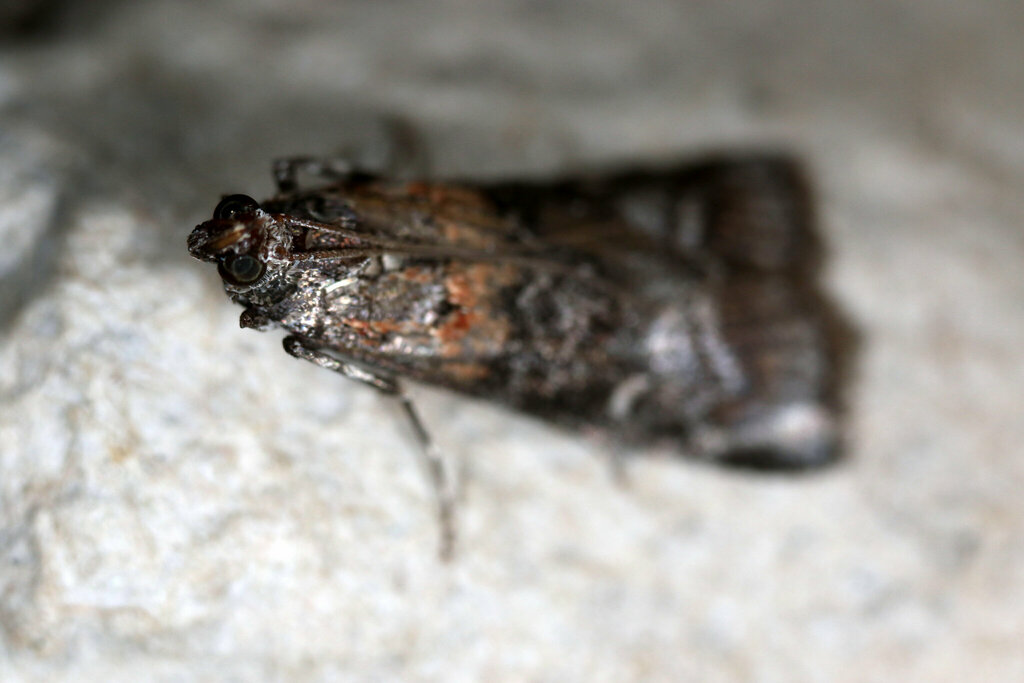 Zimmerman Pine Moth from Jésuites, Québec, QC, Canada on August 15 ...