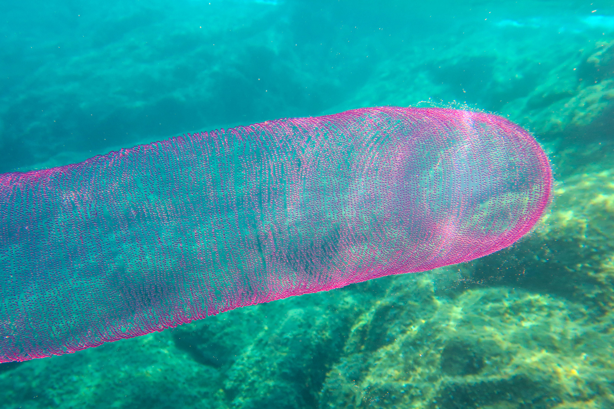 Thysanoteuthis Troschel, 1857