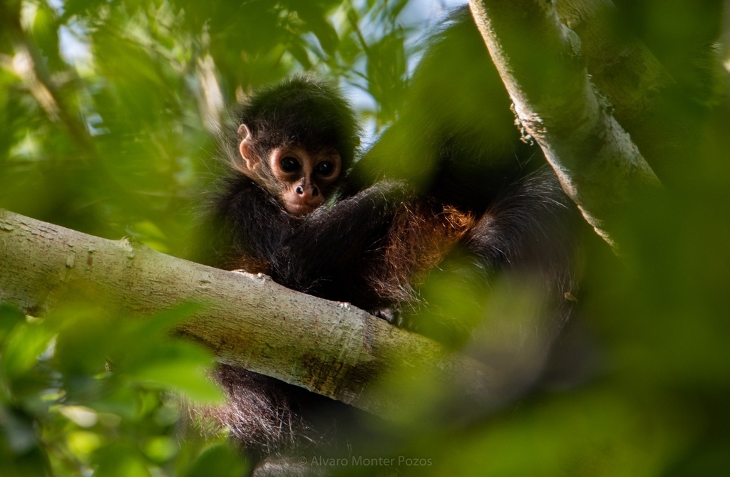 Central American Spider Monkey by Alvaro Monter Pozos. Pequeña cría ...