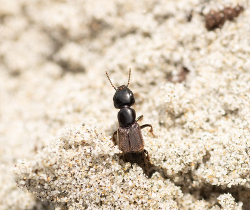 Cafius litoreus · iNaturalist United Kingdom