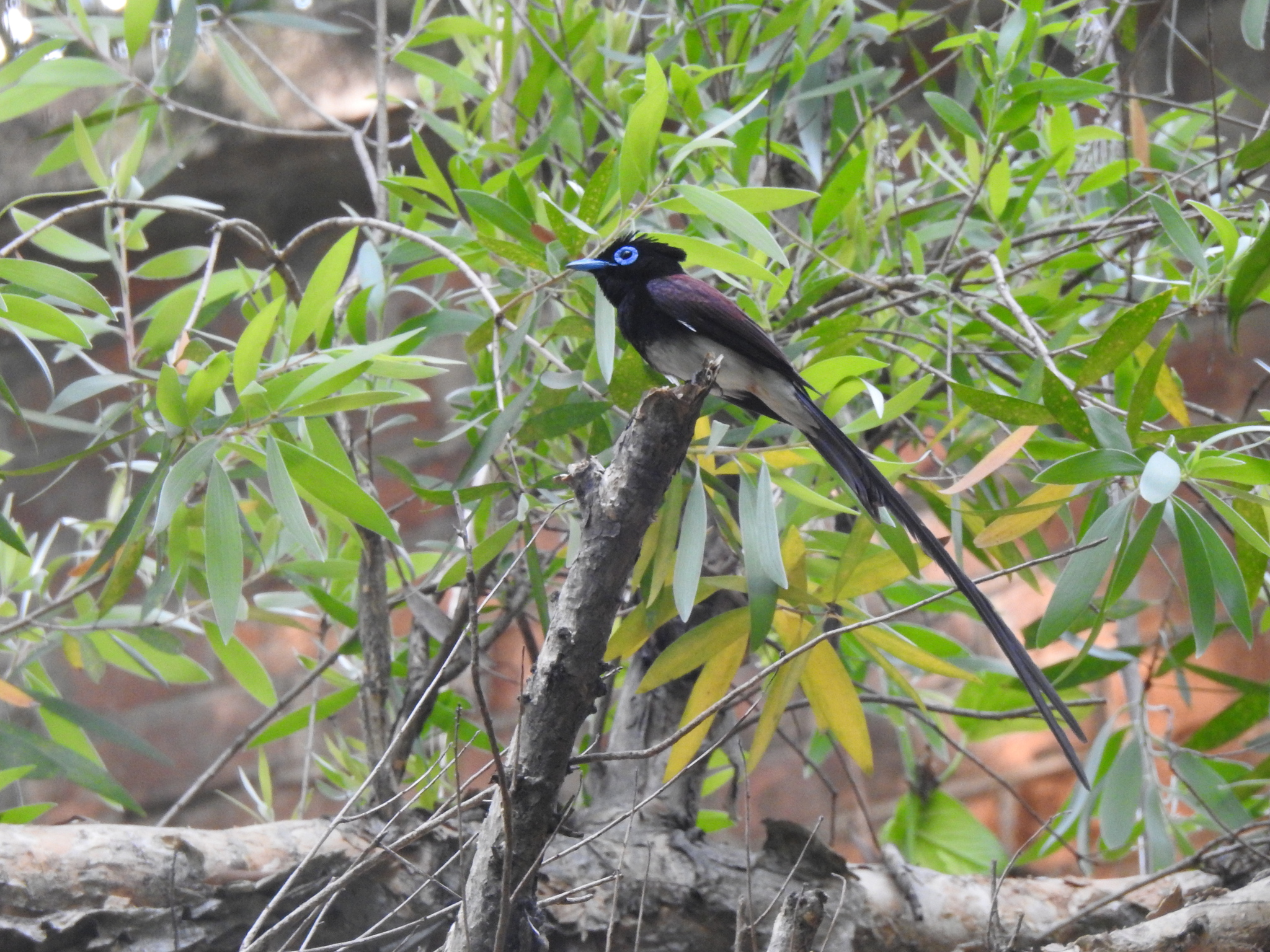 Terpsiphone atrocaudata (Eyton, 1839)