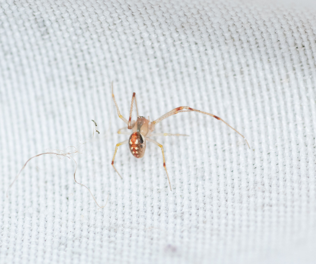 Cobweb Spiders from Hall Road, Sawyers Bay, New Zealand on October 10 ...