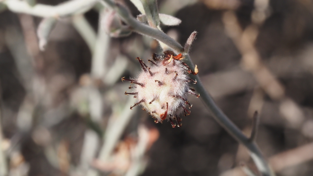 White Rhatany from San Diego County, CA, USA on November 27, 2022 at 08 ...