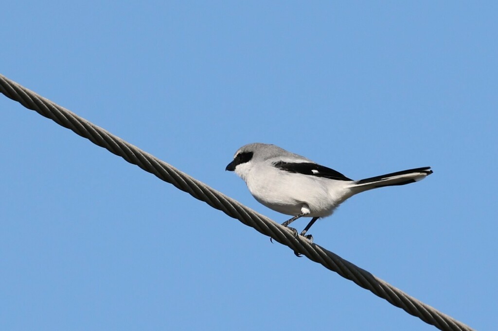Loggerhead Shrike from Galveston TX on November 27, 2022 at 10:54 AM by ...