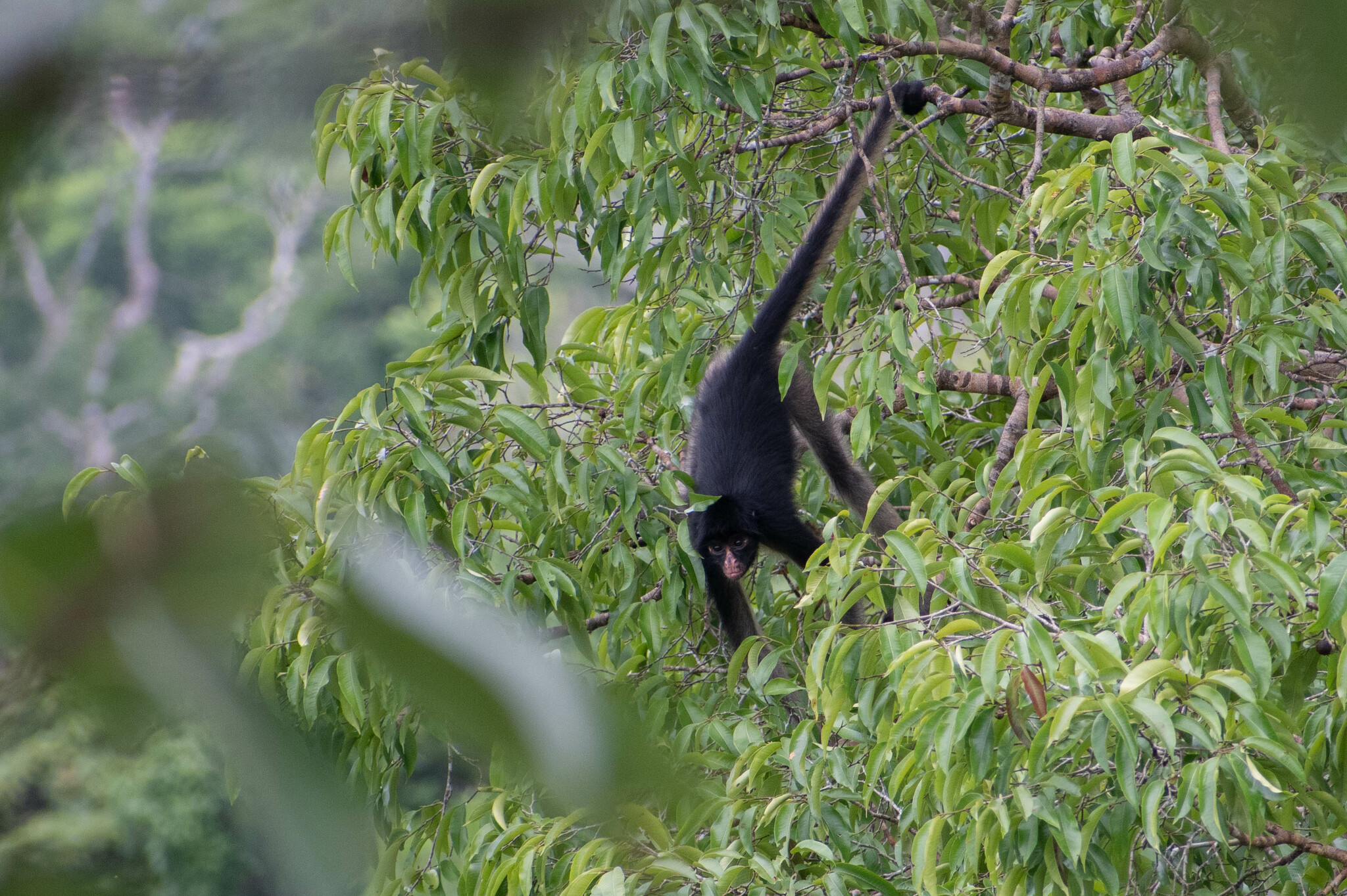 Ateles belzebuth É.Geoffroy Saint-Hilaire, 1806