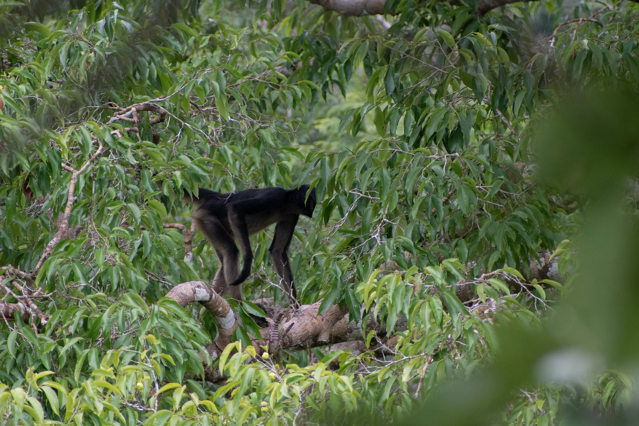 Ateles belzebuth É.Geoffroy Saint-Hilaire, 1806