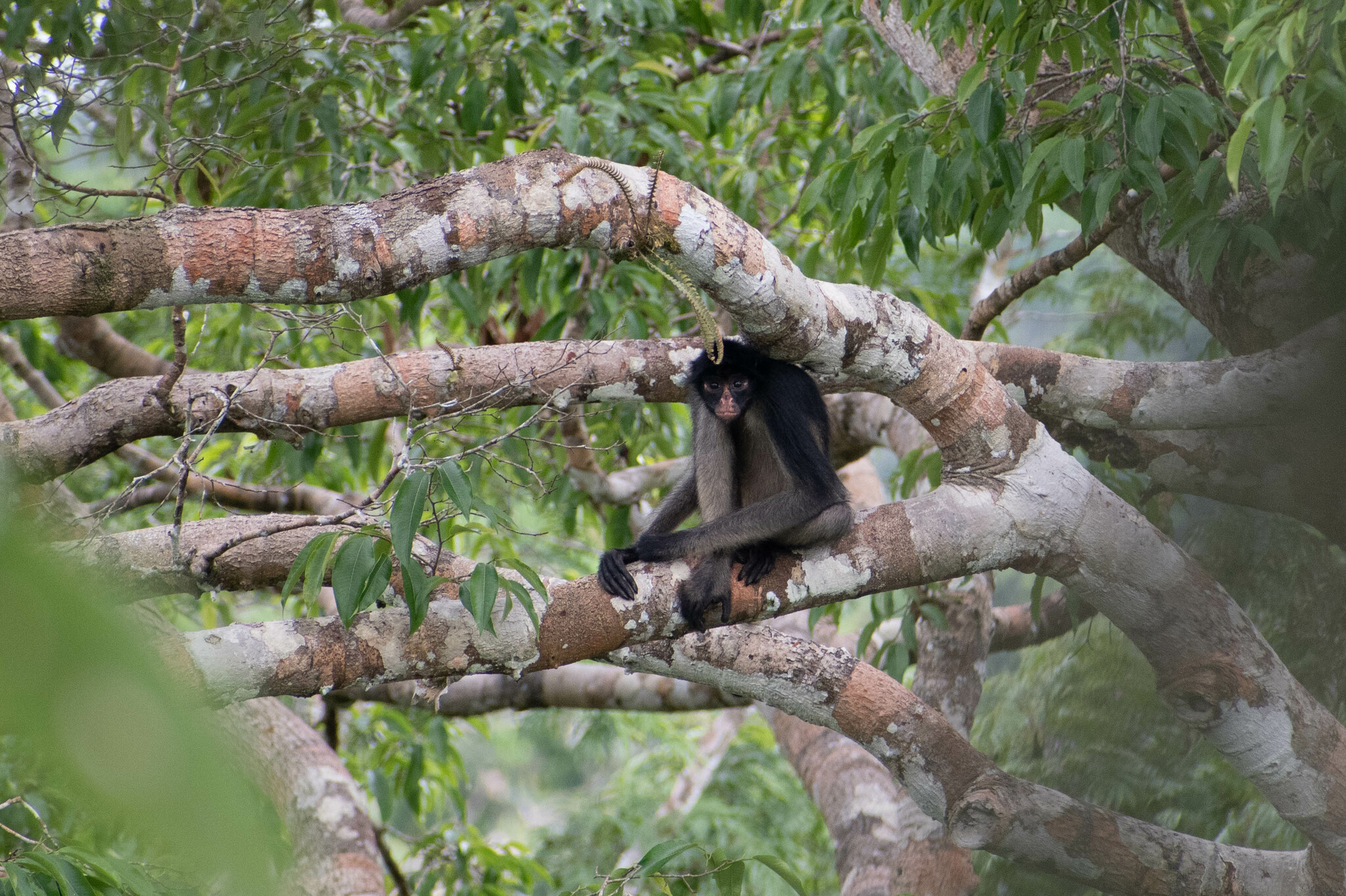 Ateles belzebuth É.Geoffroy Saint-Hilaire, 1806