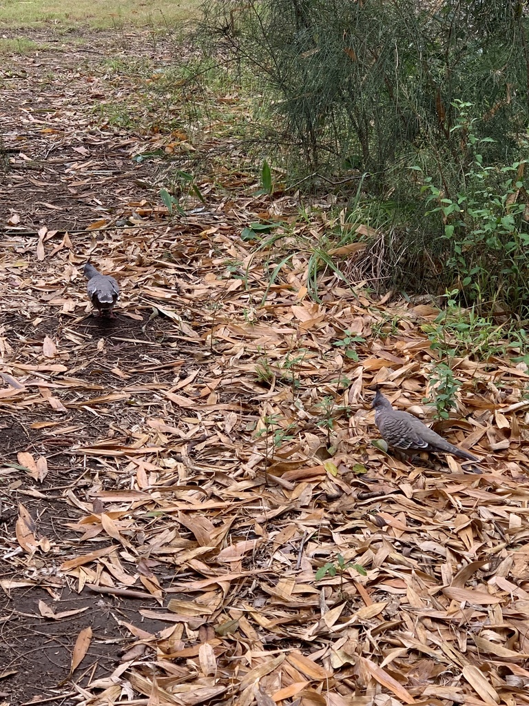 Crested Pigeon from Dame Edith Walker Estate, Concord West, NSW, AU on ...