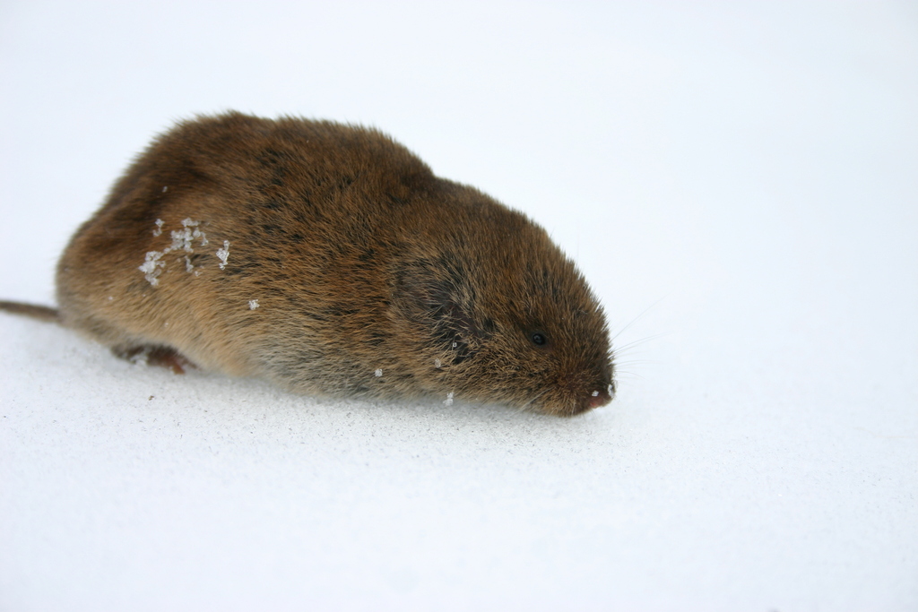 Woodland Vole from Mountain Top, PA 18707, USA on February 10, 2007 at ...