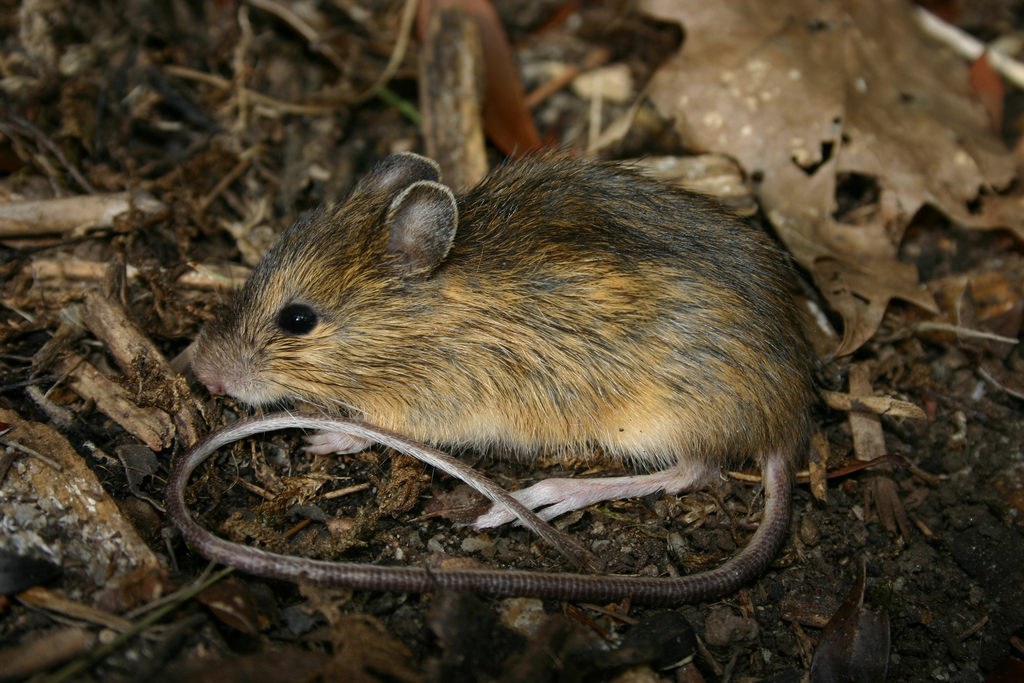 Meadow Jumping Mouse from Township of Jackson, PA 18708, USA on June 19 ...