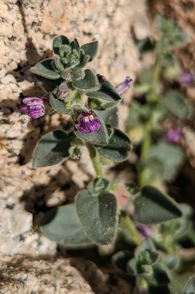 deep canyon snapdragon in November 2022 by Matt Bristol · iNaturalist