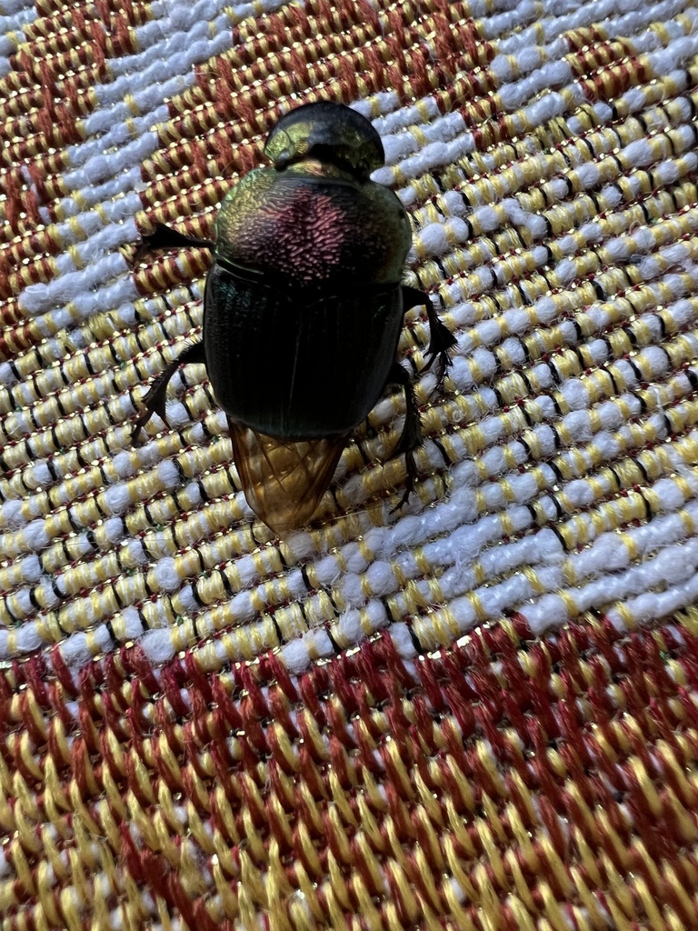 Rainbow Scarab from Oil Well Rd, Wiggins, MS, US on November 21, 2022 ...