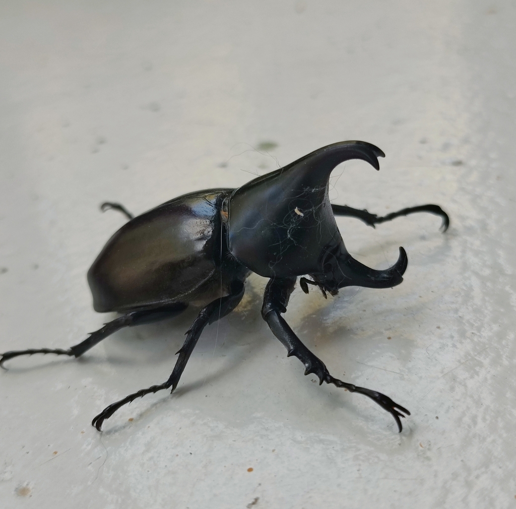 East Australian Rhinoceros Beetle from Kuranda QLD 4881, Australia on ...