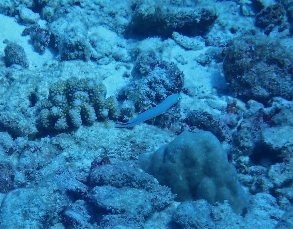 Flagtail Blanquillo from Christmas Island Shire of Christmas Island ...