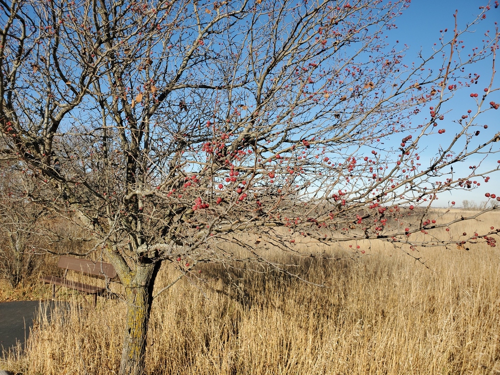 Maleae from Pipestone County, MN, USA on October 31, 2022 at 10:33 AM ...