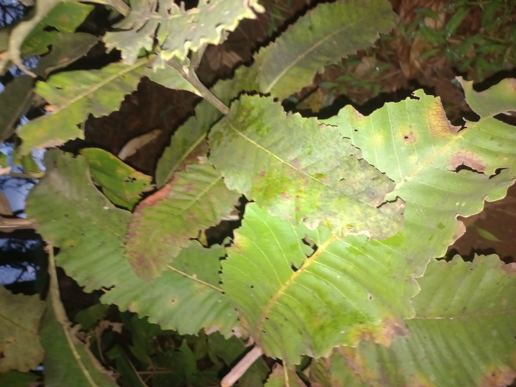 Curatella americana L.