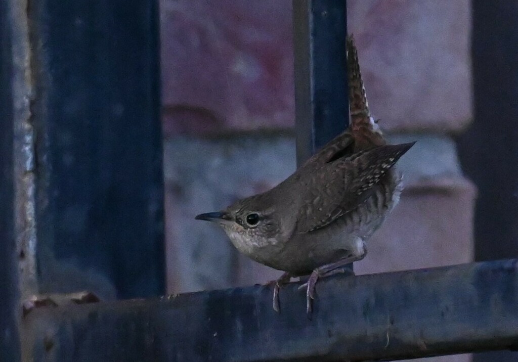 House Wren from South Side, Corpus Christi, TX, USA on November 27 ...