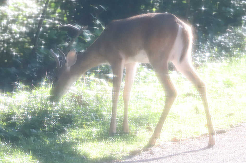 White-tailed Deer in August 2022 by William Hull · iNaturalist