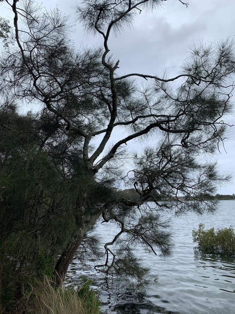 Swamp sheoak from Bermagui, NSW, AU on November 28, 2022 at 01:34 PM by ...